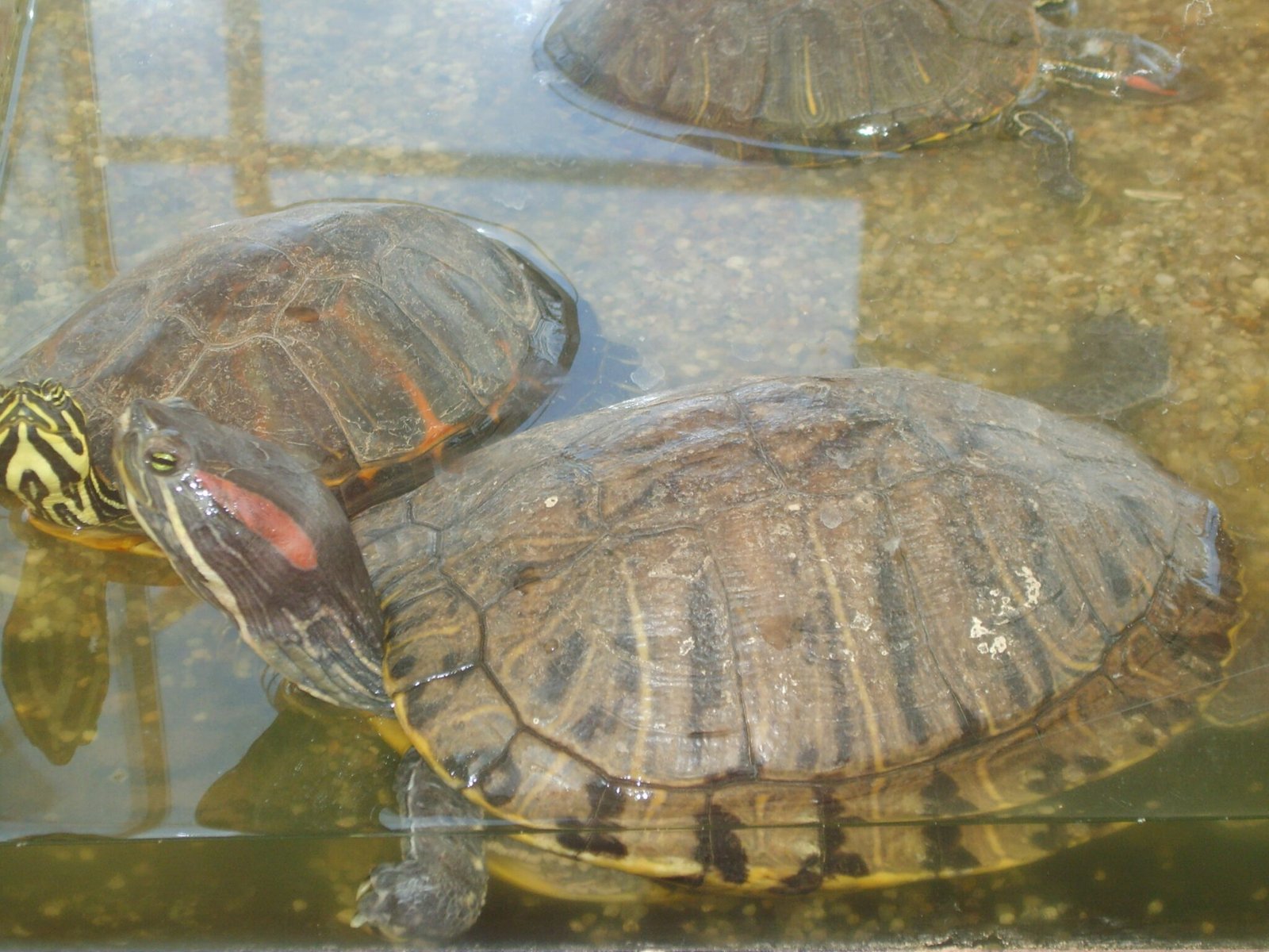 South Korea Wildlife (You Probably Don't Know About) | Unravel Korea